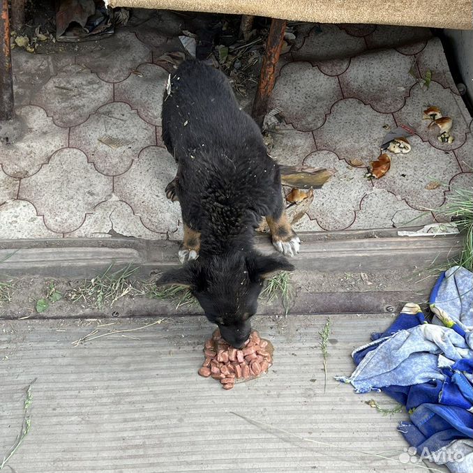 Щенок в опасности