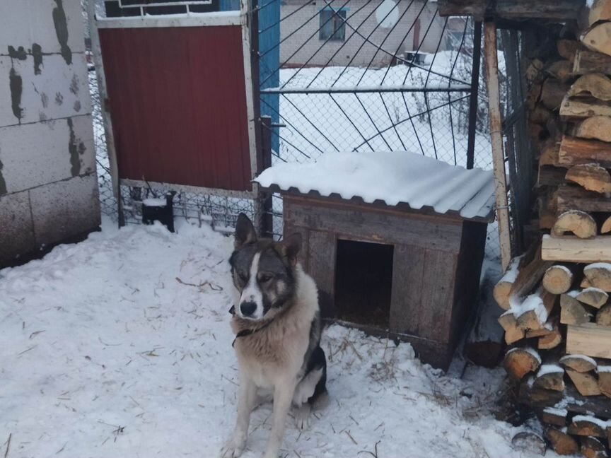 Сторожевая собака