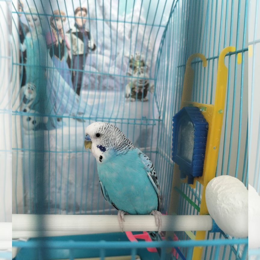 Волнистый попугай с клеткой
