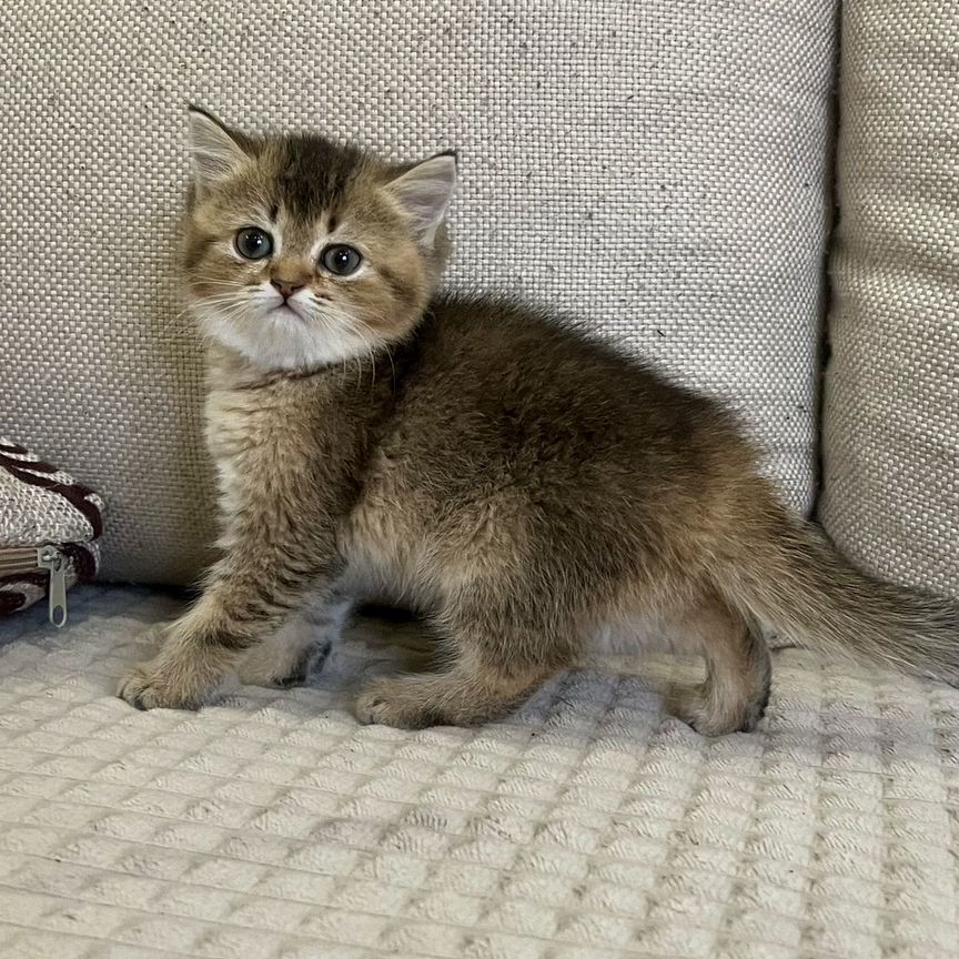 Шотландские вислоухие и прямоухие котята