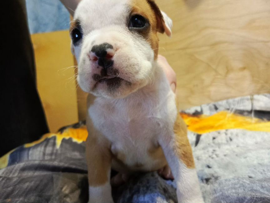 Стаффордширский терьер щенки