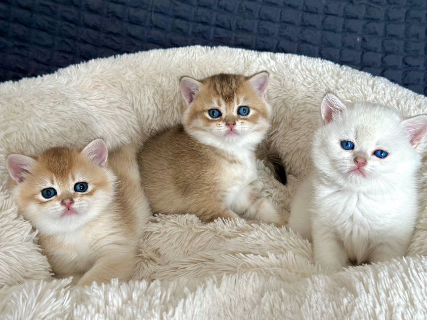 Британские котята золотая шиншилла