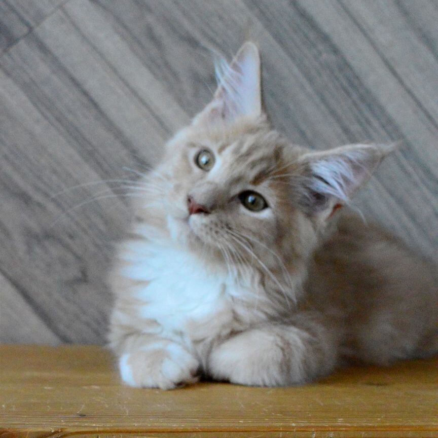Котёнок мейн-кун