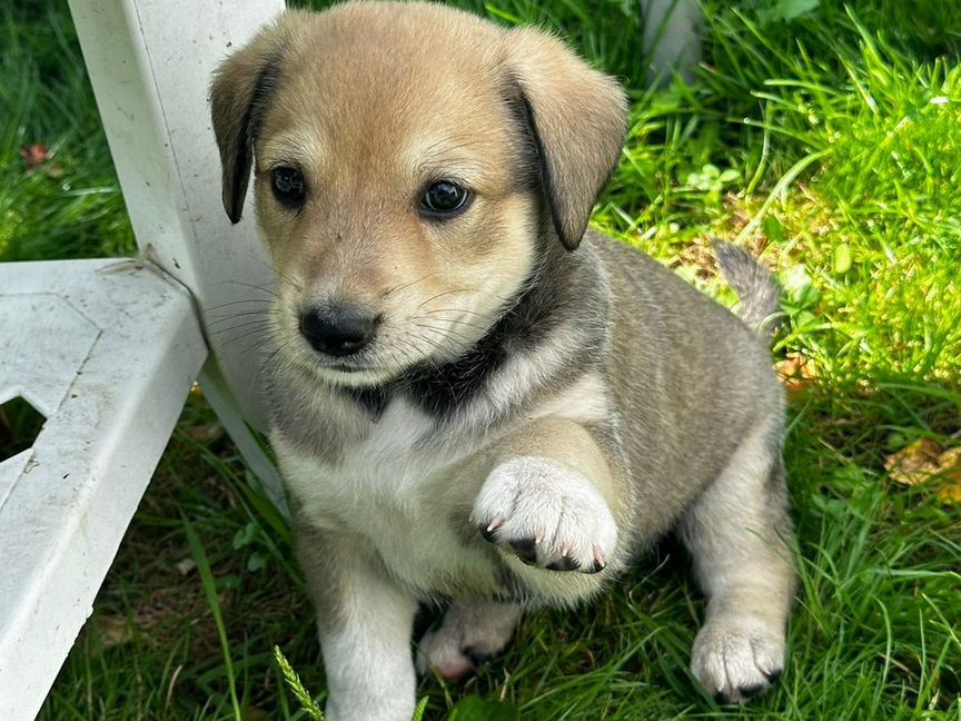 Собака в добрые руки