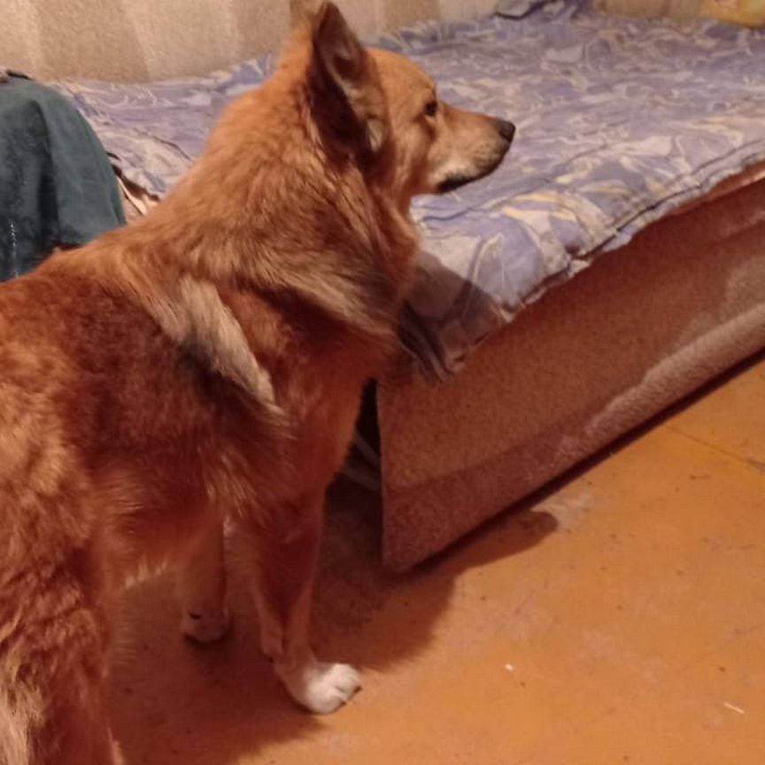 Собака в добрые руки