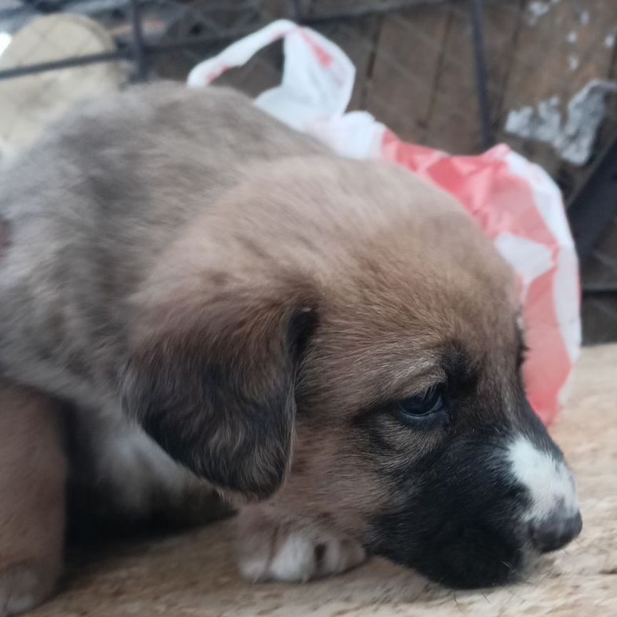 Русская гончая, щенок