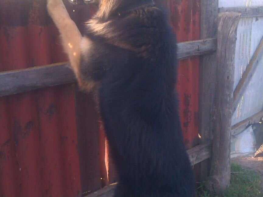 Немецкая овчарка.вязка и щенки