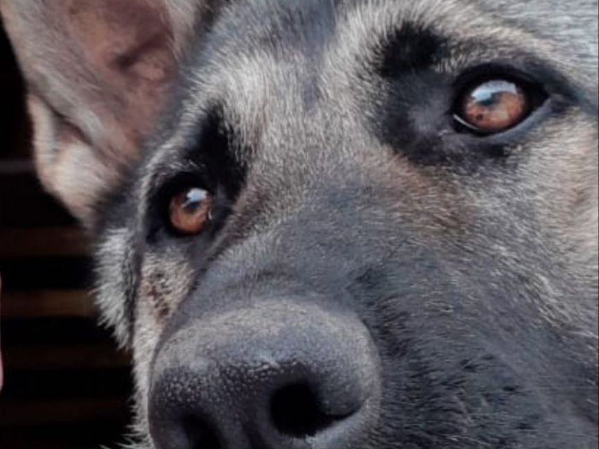 Восточноевропейская овчарка зонарного