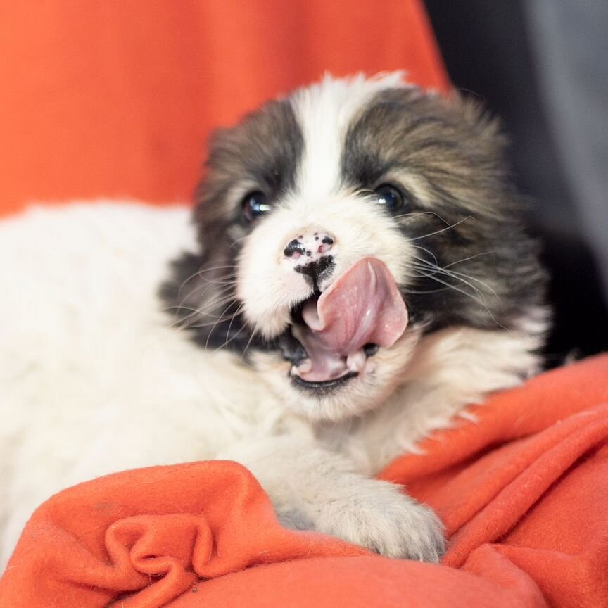 Щенок в добрые руки