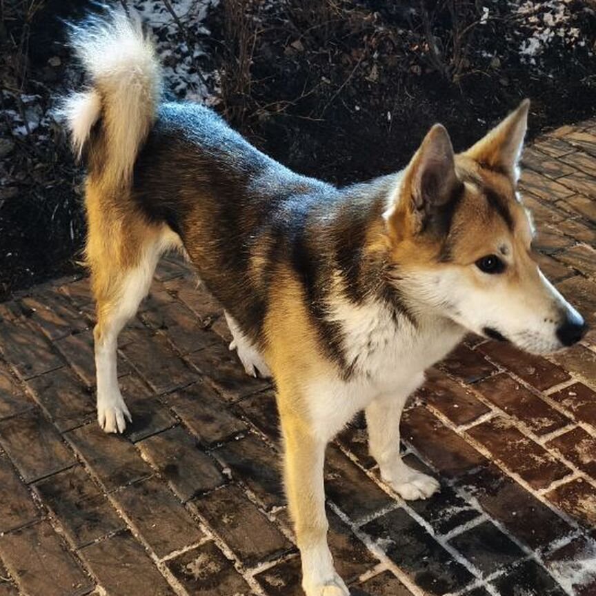 Лайка, щенок