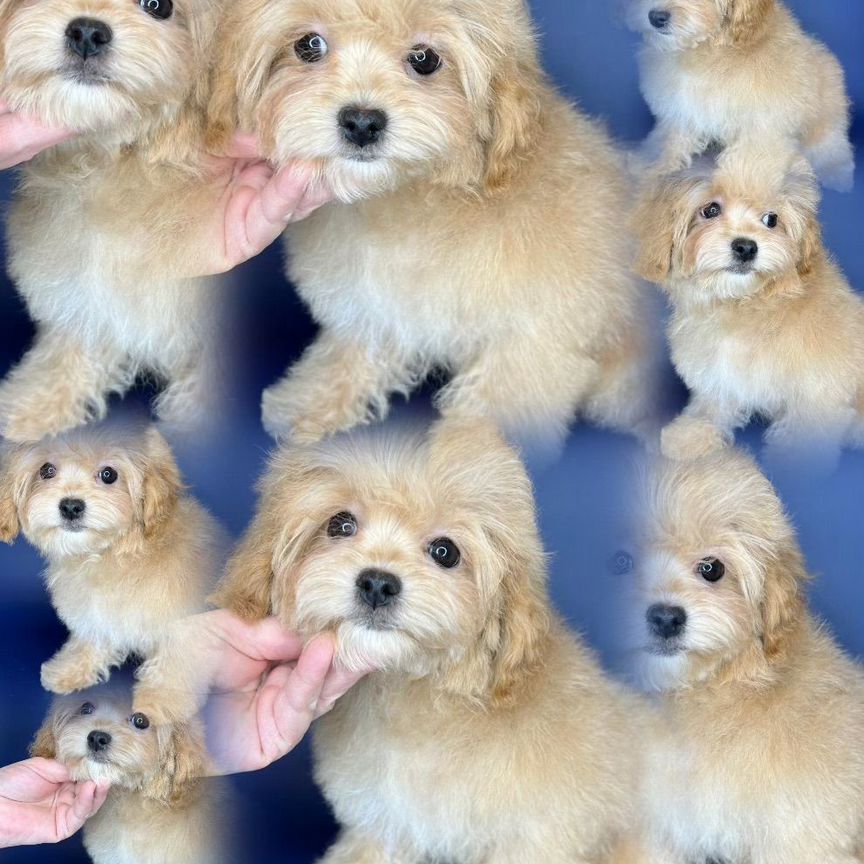 Щенки мальтипу f1