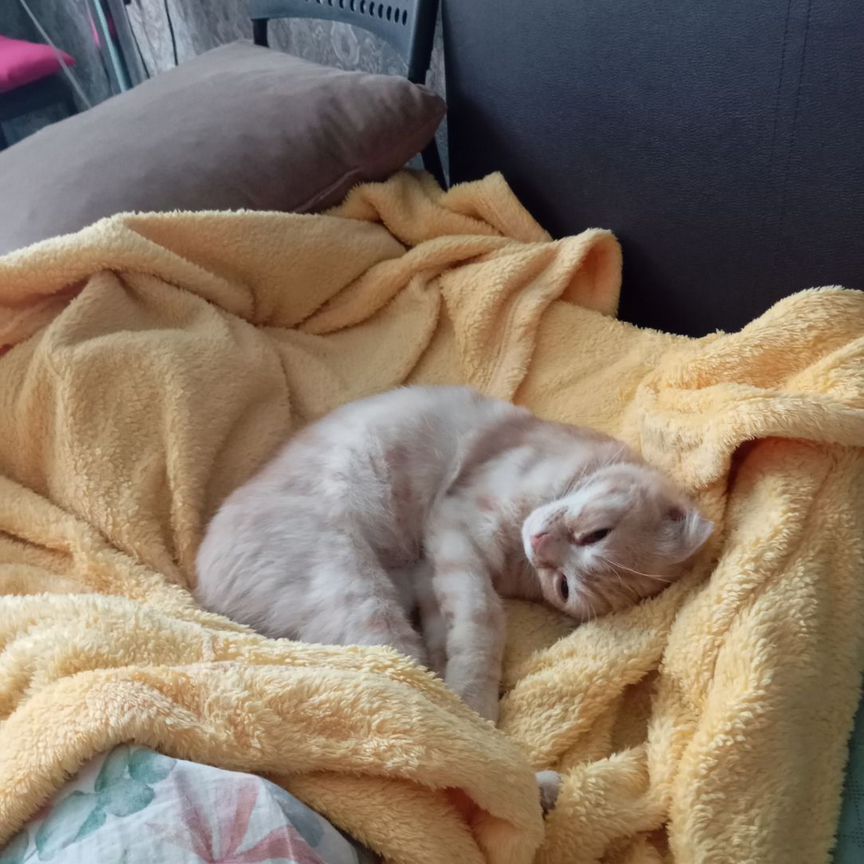 Шотланский вислоухий кот