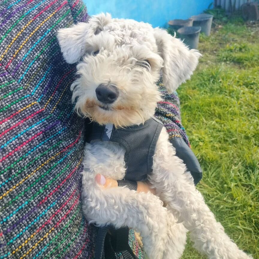 Собака бишон фризе