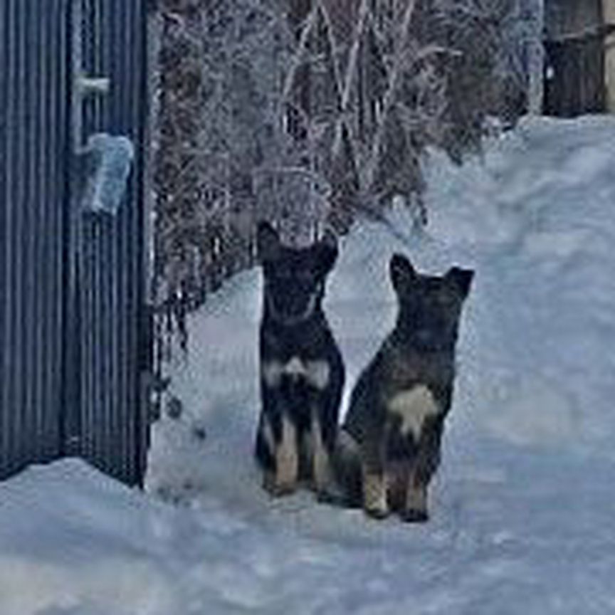 Американская акита, щенок