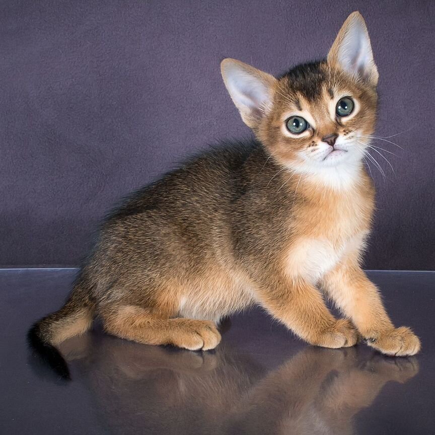Абиссинский котёнок