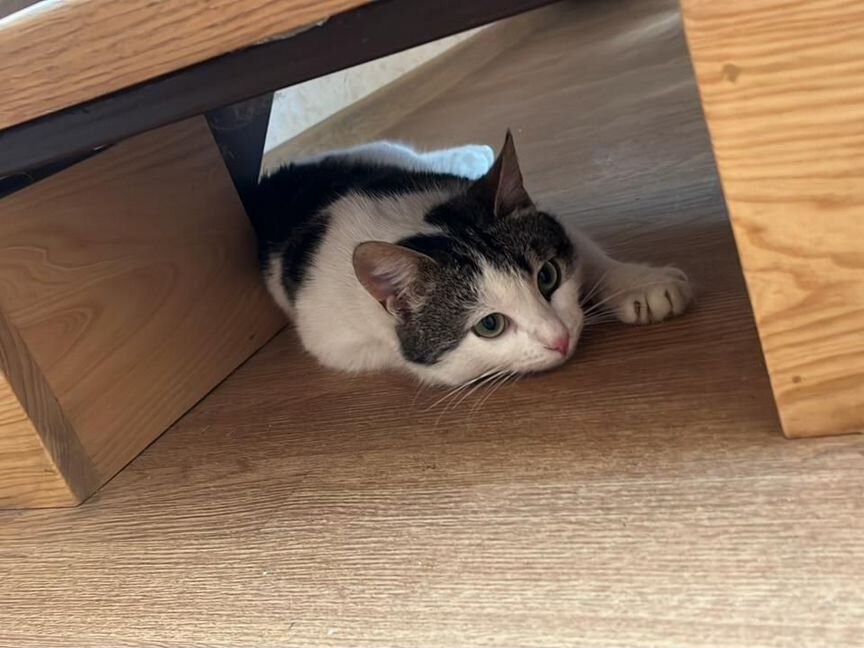 Молодой котик доброму Человеку