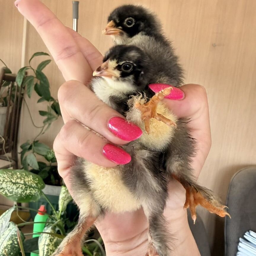 Инкубационное яйцо / цыплятки
