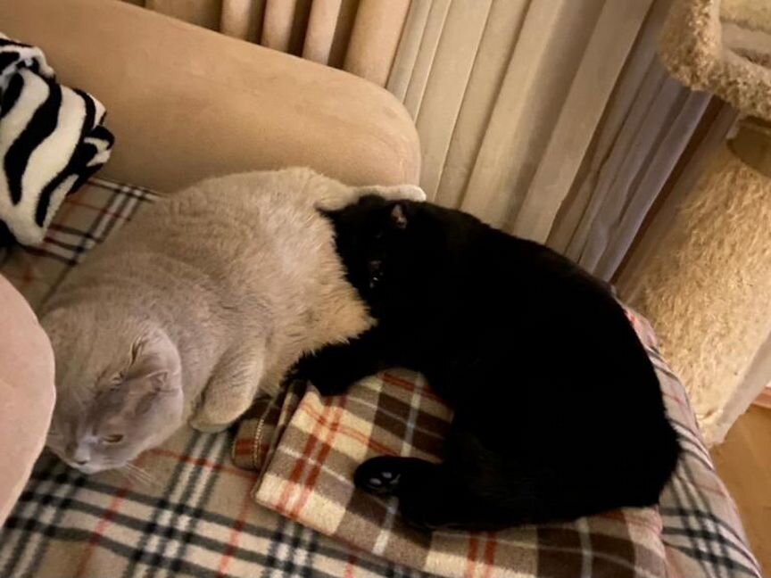 Кошки
