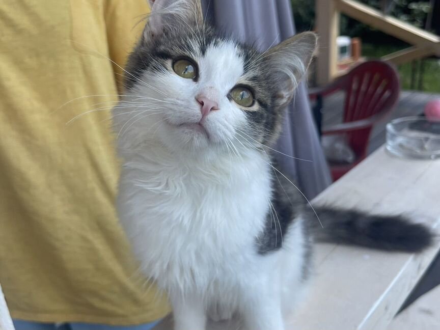 Котята помесь шотландской