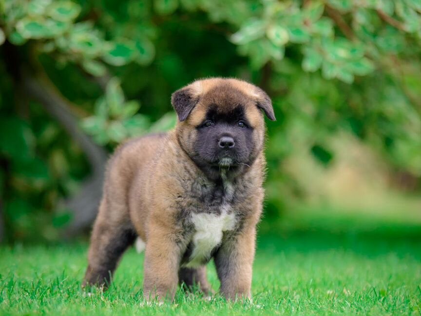 Американская акита