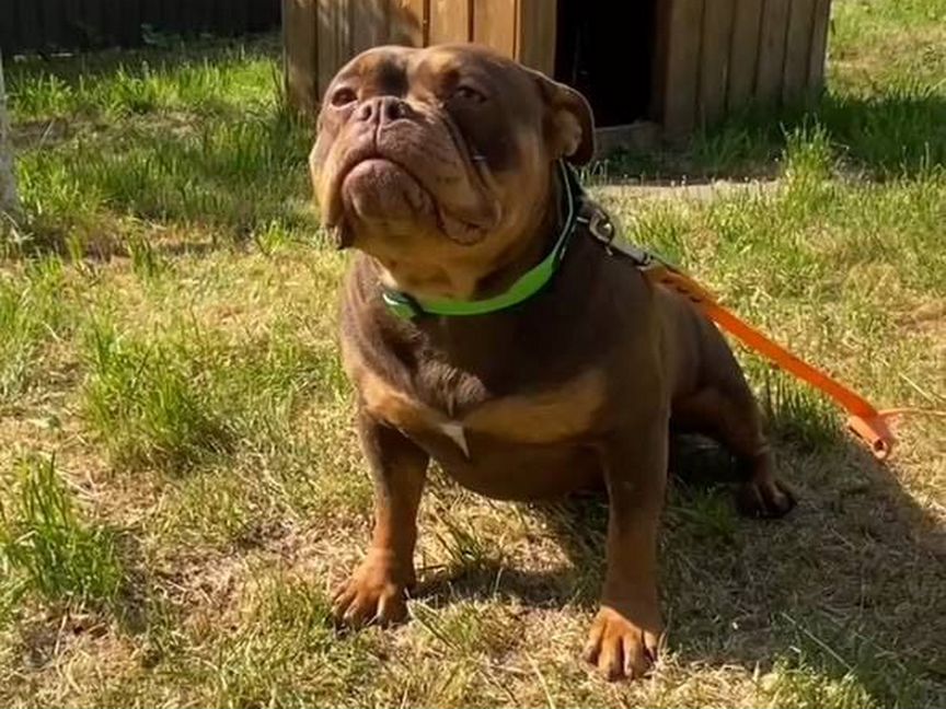 Подрощенная шоколадная микробулочка ищет семью