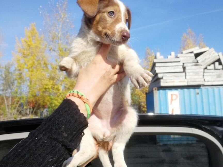 Особенный щенок