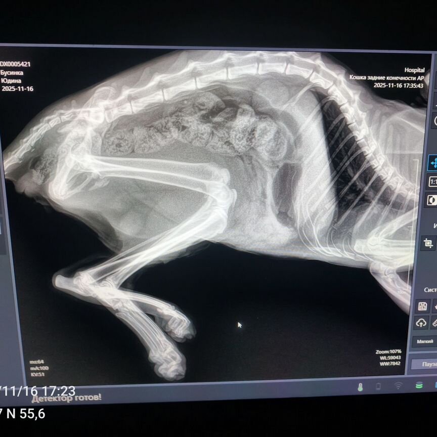 Серенгети котёнок