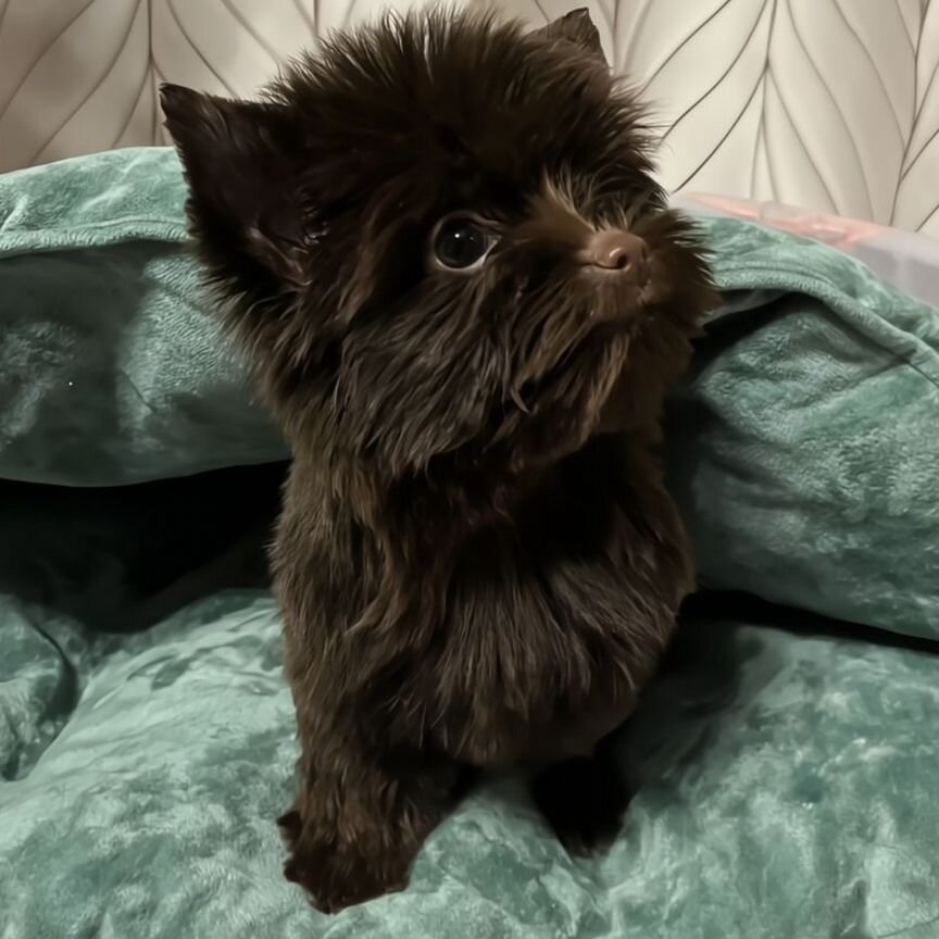 Йоркширский терьер, щенок