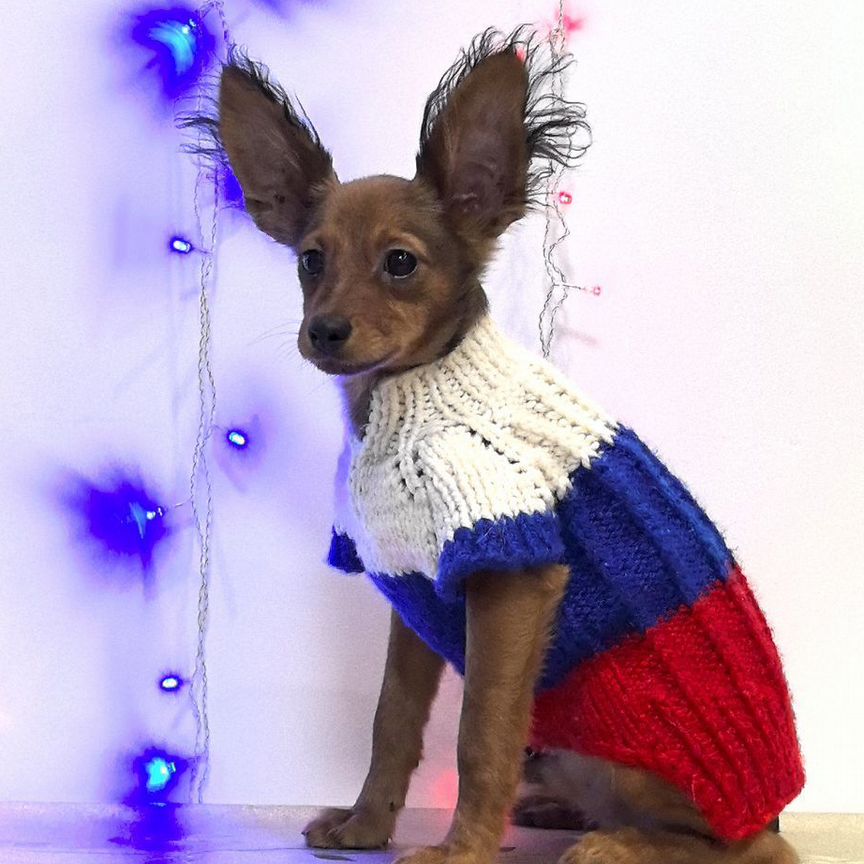 Русский той-терьер, щенок