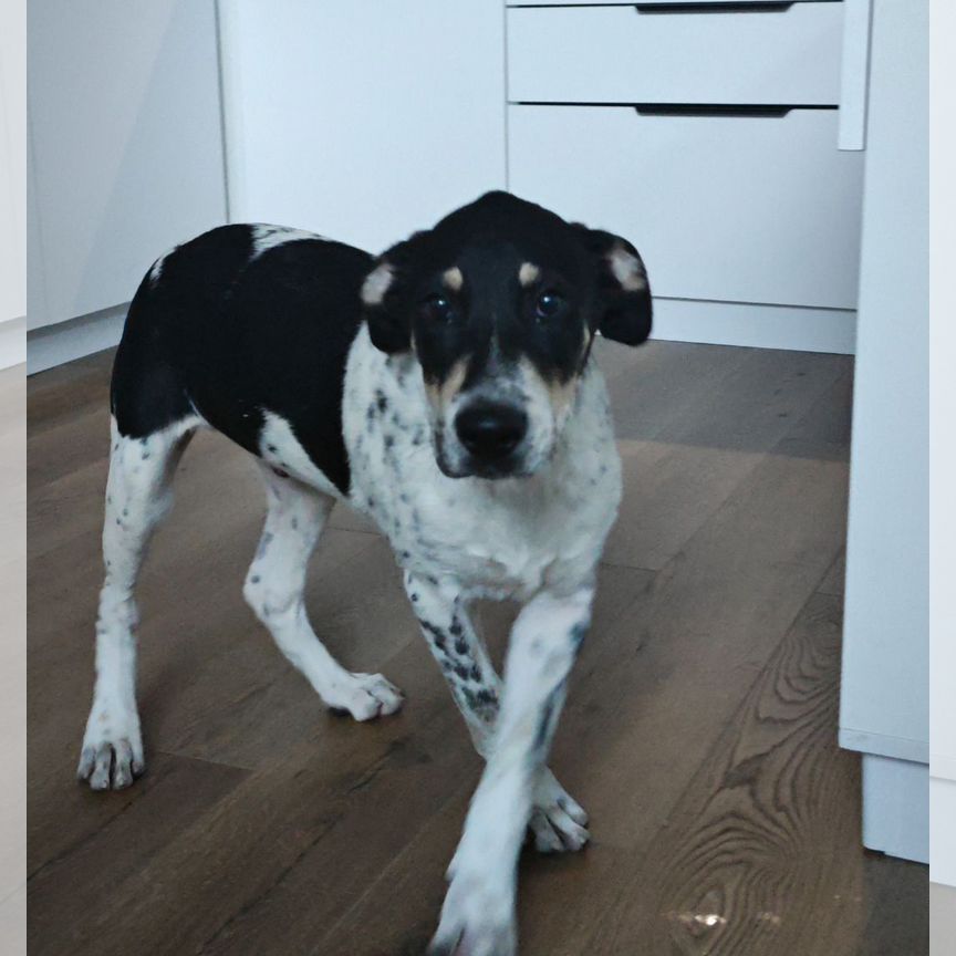 Щенок гасконской гончей