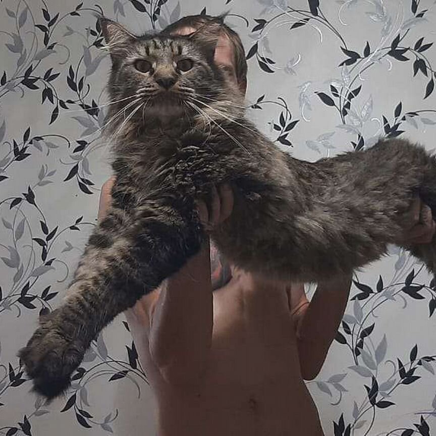 Кот мэй-кун