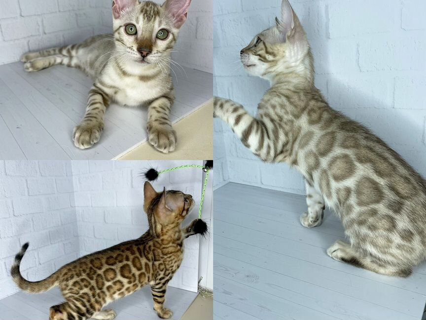 Бенгальские котята