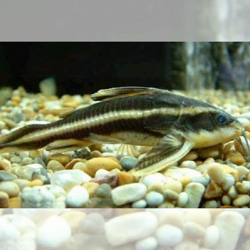 Сомик пищащий