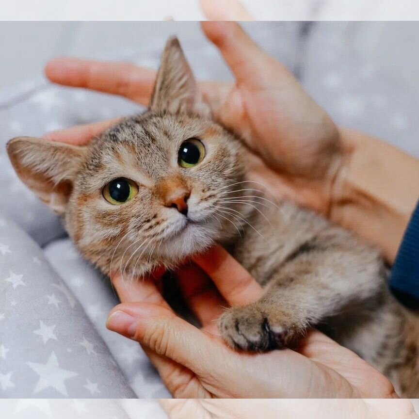 Взрослая, кошка в добрые руки