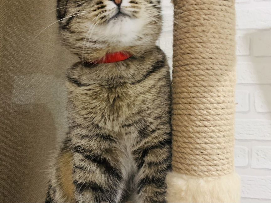 Кошечка ищет семью