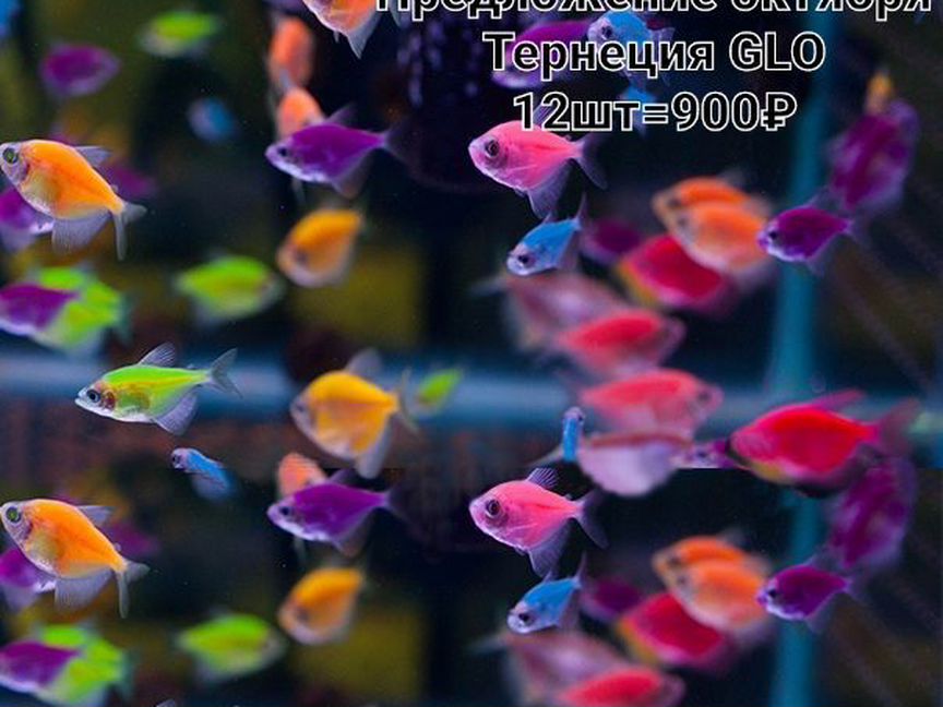 Тернеция GLO