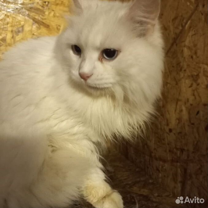 Белая ангорская кошечка Роксана