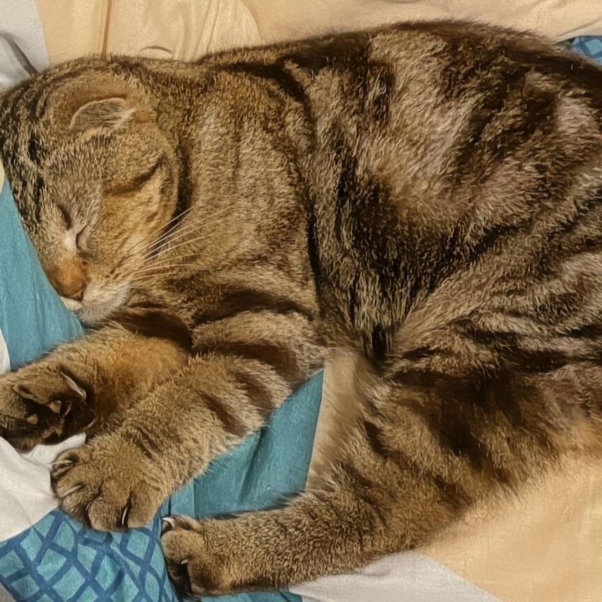 Шотландская вислоухая длинношёрстная, взрослая кошка