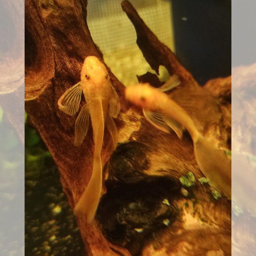 Анциструс супер ред вуалевый домашнего разведения