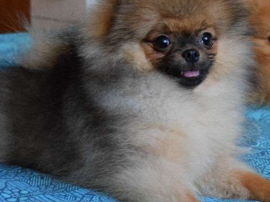 Померанский шпиц, мальчик