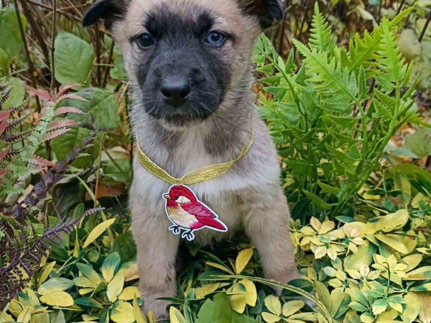 Красавчик Арчибальд