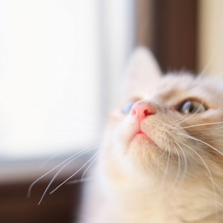 Рыжий котенок