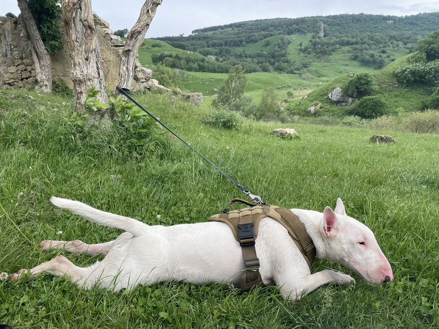 Стандартный бультерьер