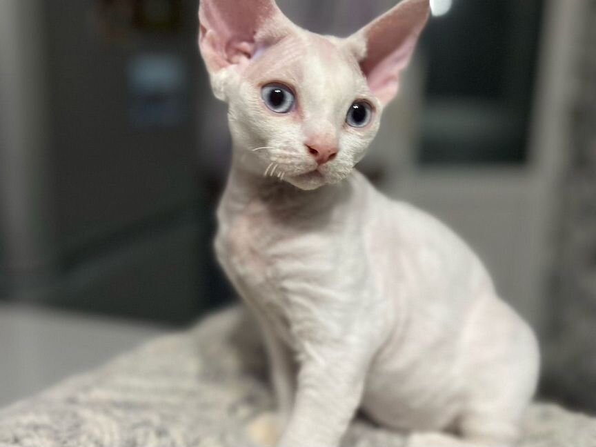 Котенок девон-рекс