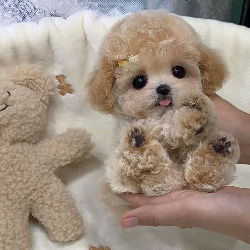 Мальтипу, щенок