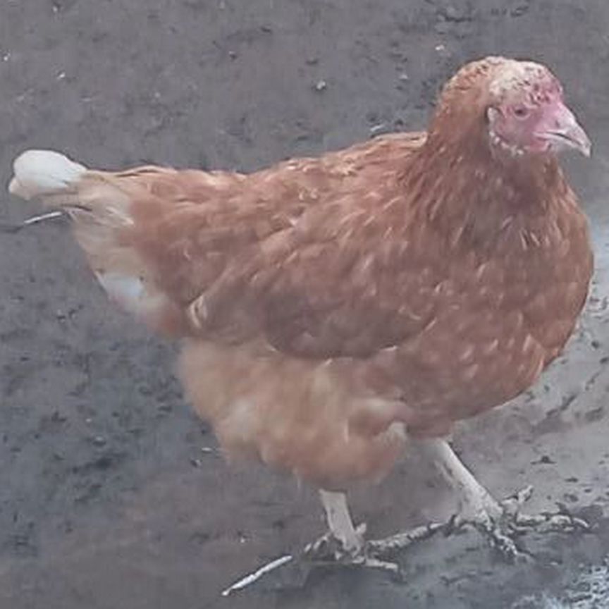 Куры несушки