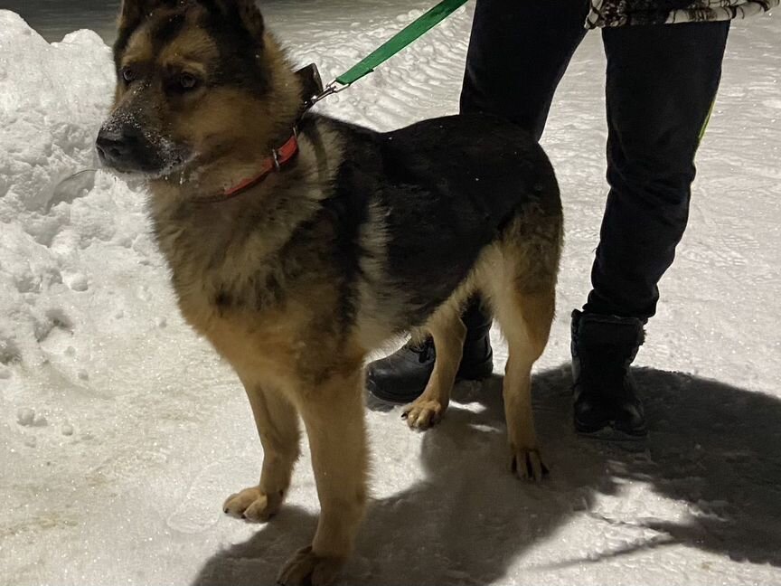 Собака в добрые руки