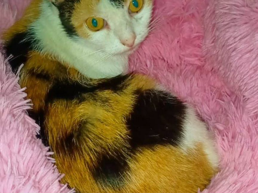 Кошки бесплатно