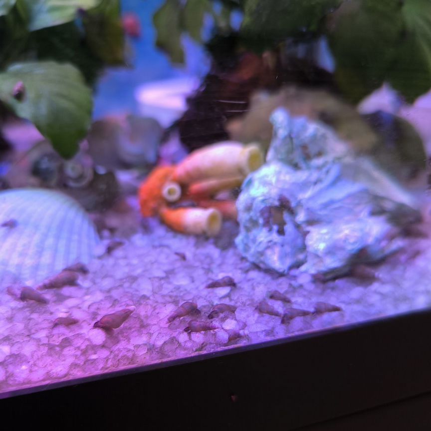 Улитка Мелания