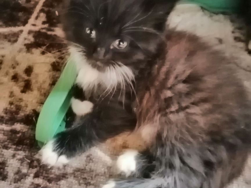 Кошка